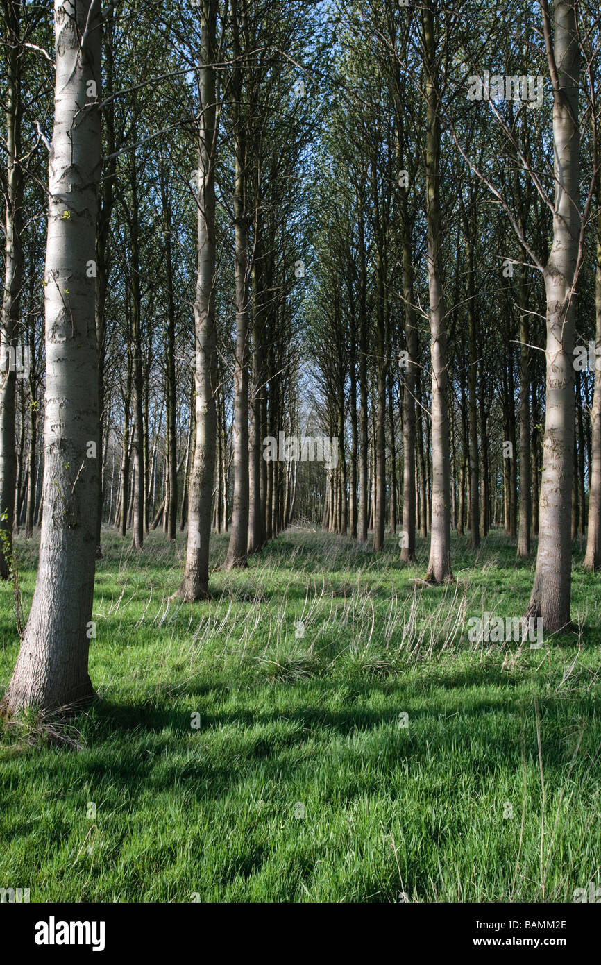 Poplar Tree Palantation, Burton Agnes, East Yorkshire, England, UK ...