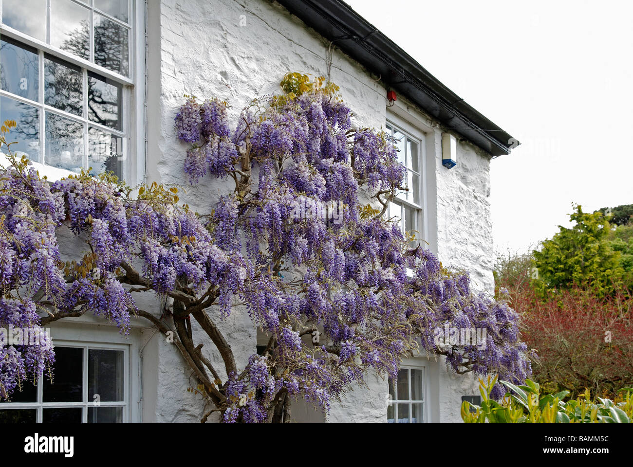 an english cottage covered in flowering wysteria Stock Photo - Alamy