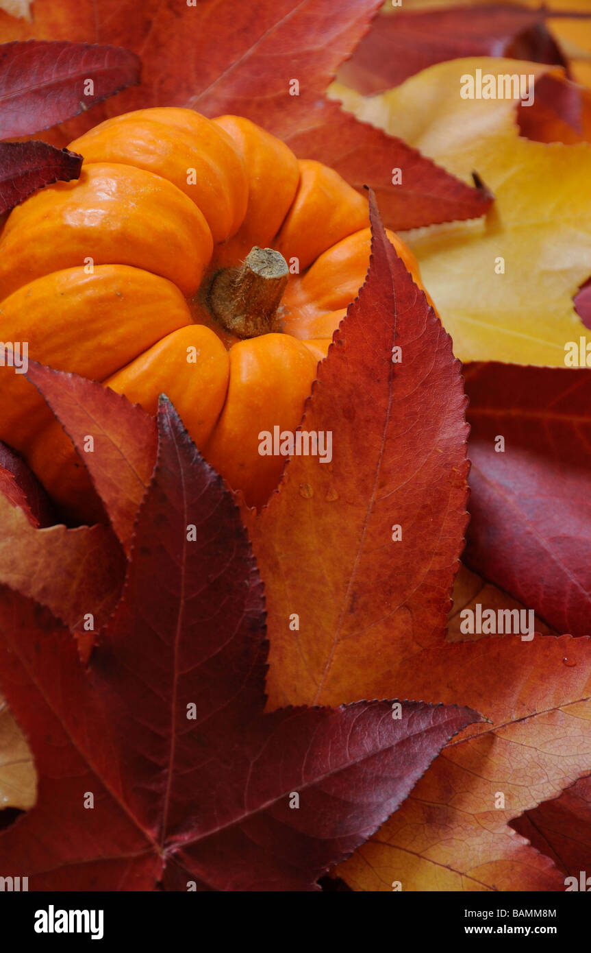 Vibrant pumpkin colors hi-res stock photography and images - Alamy