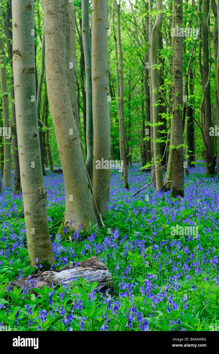 Waresley and gransden wood hi-res stock photography and images - Alamy