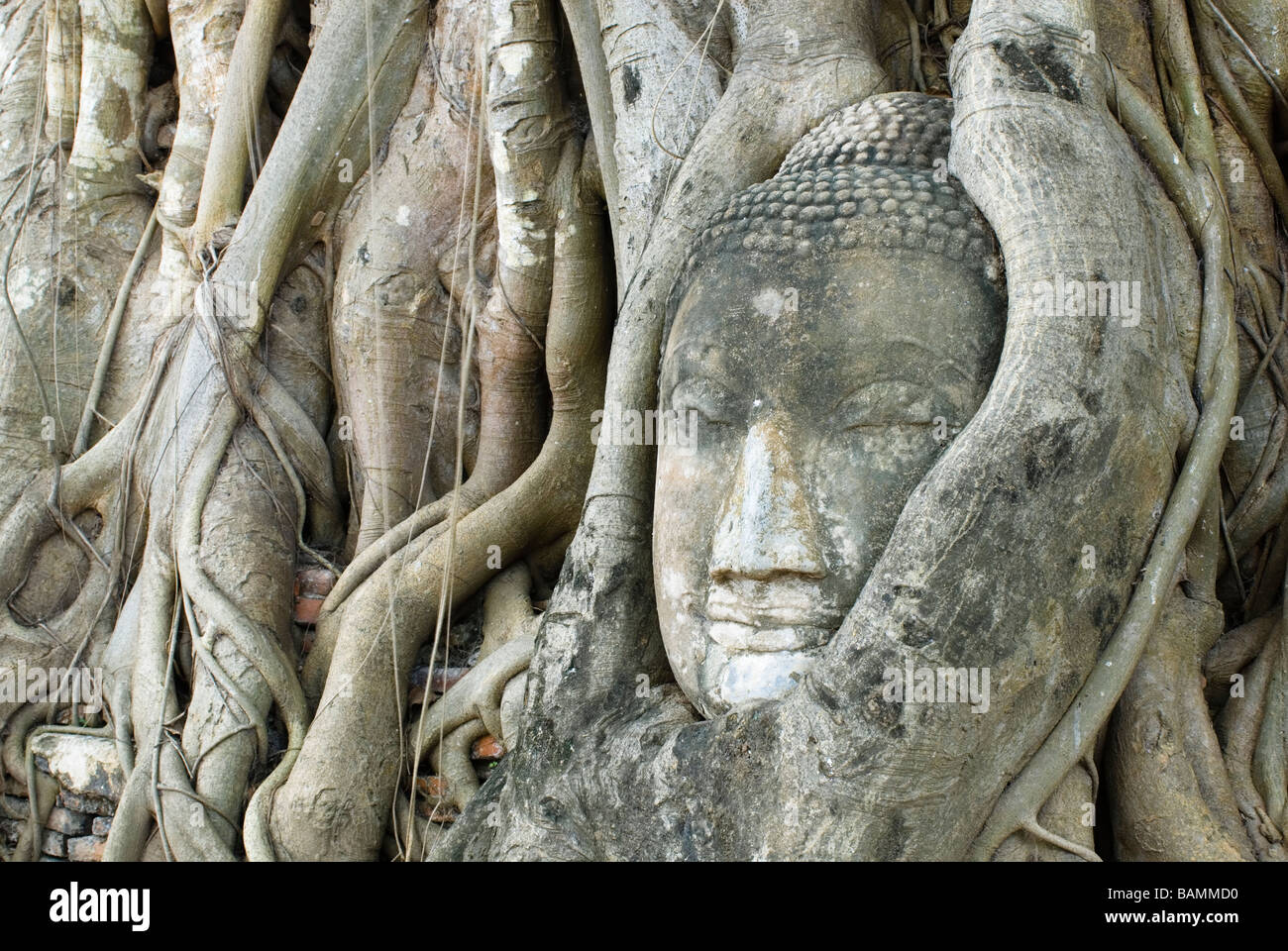 Buddha head in a bhodi tree, Wat Mahathat, Ayutthaya Stock Photo - Alamy