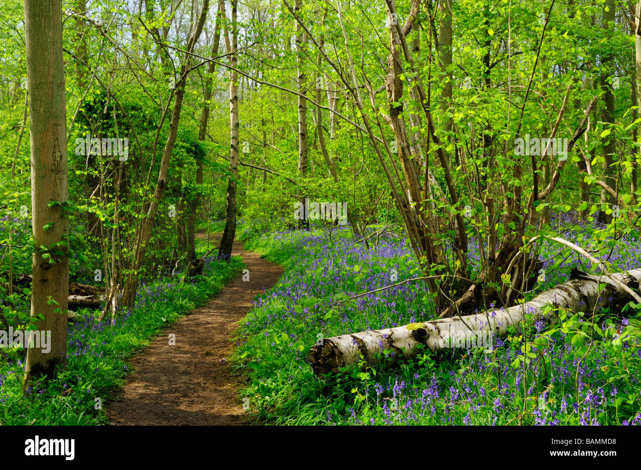 Waresley and Gransden Woods Nature Reserve Cambridgeshire England Uk ...