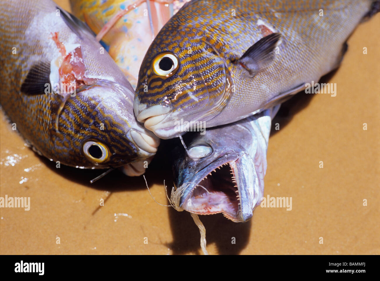 Fishingp hi-res stock photography and images - Alamy