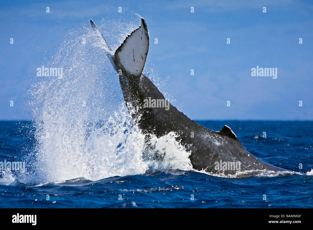 Tail Of The Whale High Resolution Stock Photography and Images - Alamy