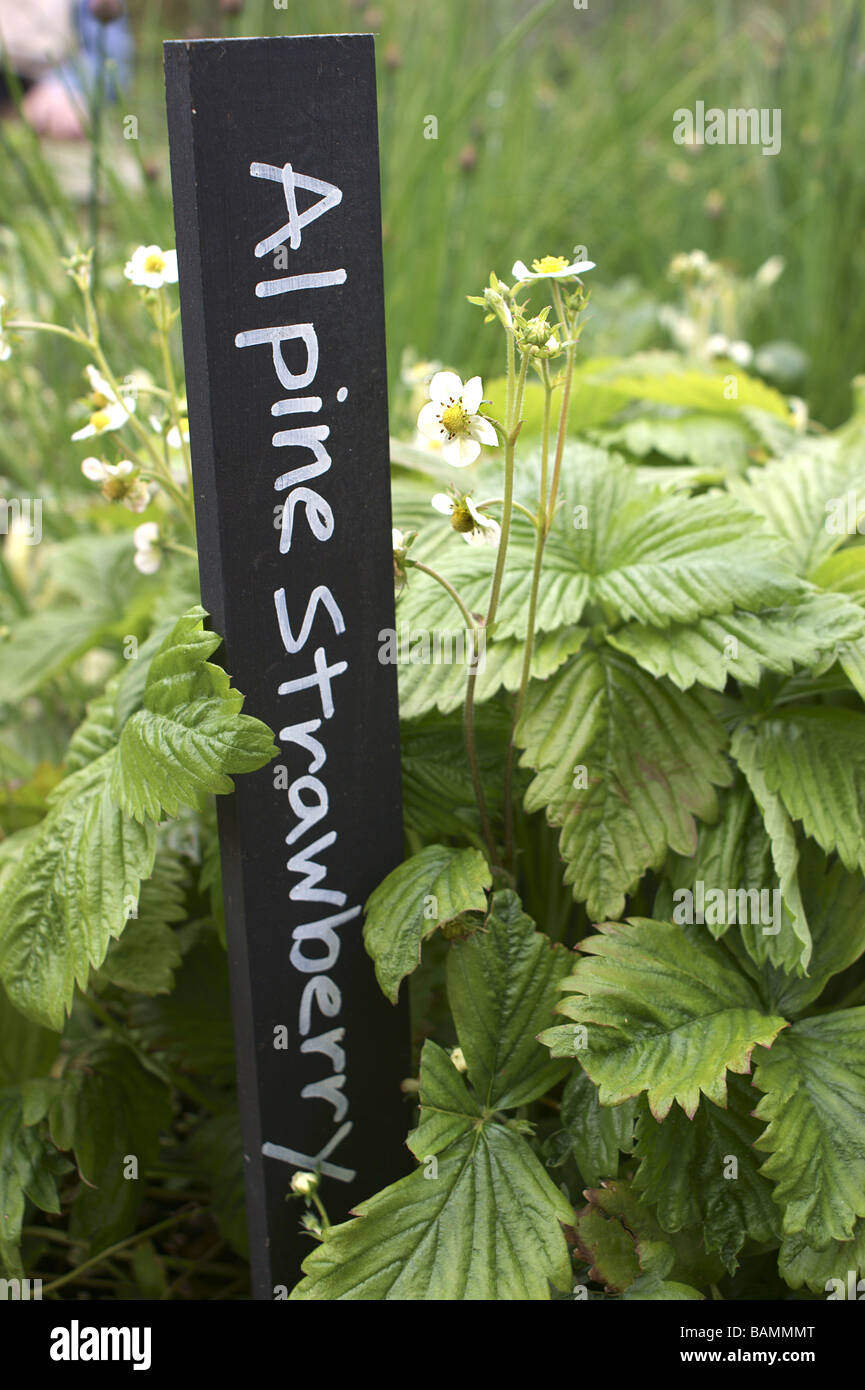 Alpine strawberry plant and marker Stock Photo - Alamy