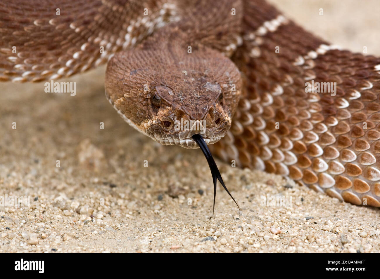 Red Diamondback rattlesnake Stock Photo - Alamy
