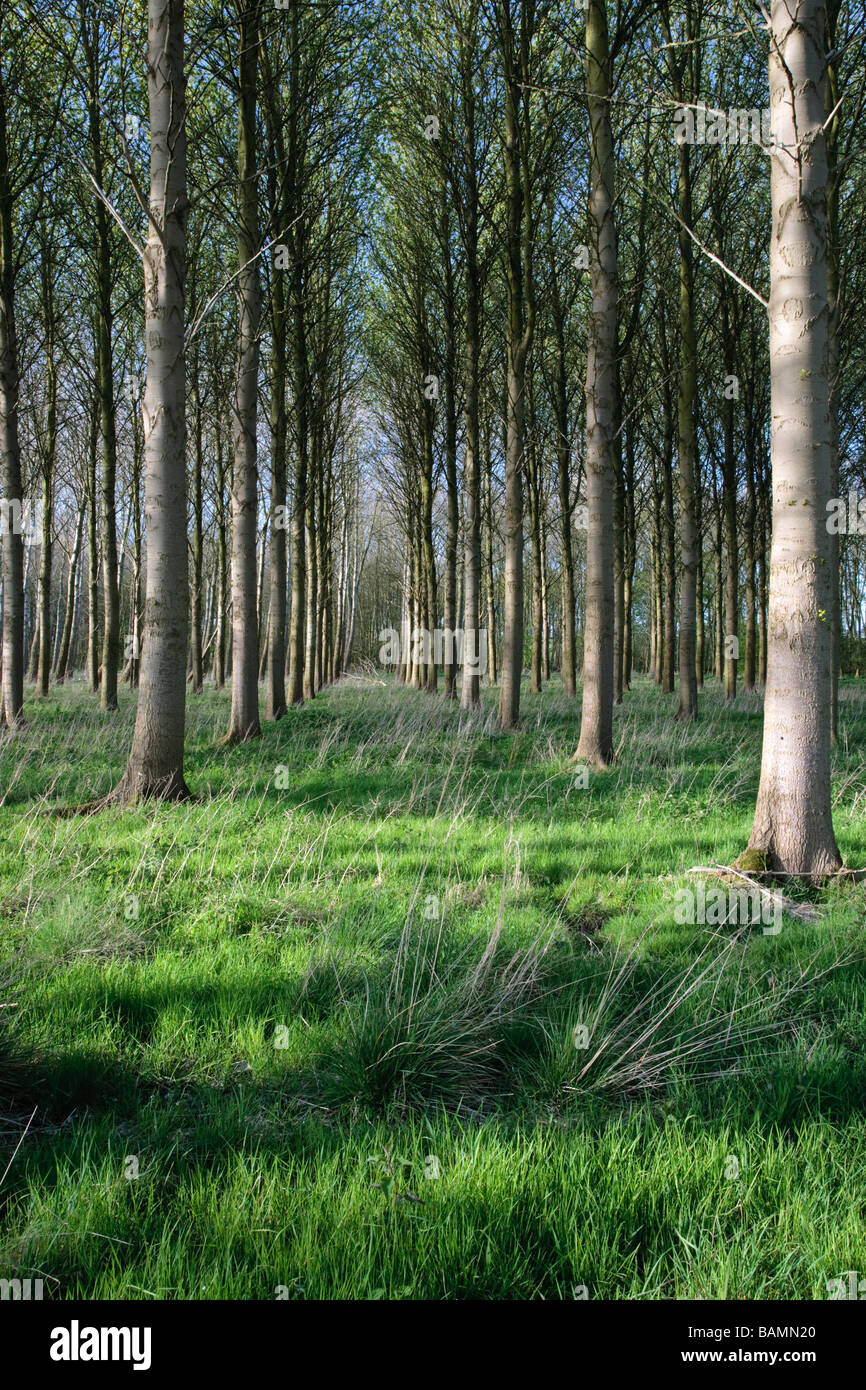 Poplar Tree Palantation, Burton Agnes, East Yorkshire, England, UK ...