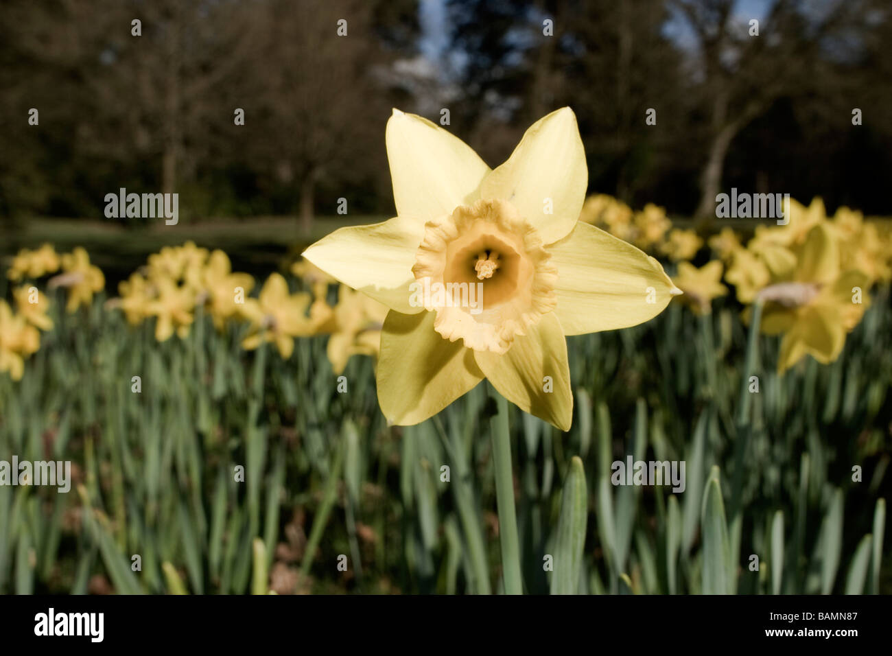 English daffodils hi-res stock photography and images - Alamy
