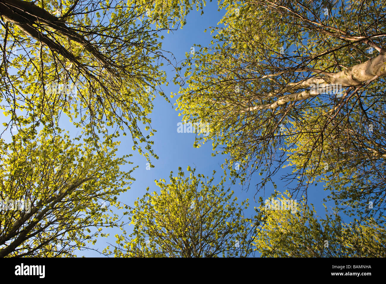 Poplar Tree Palantation, Burton Agnes, East Yorkshire, England, UK ...