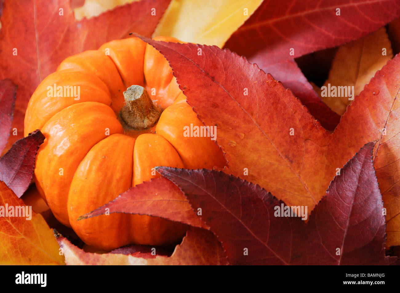 Fall Leaves with Pumpkin Stock Photo - Alamy