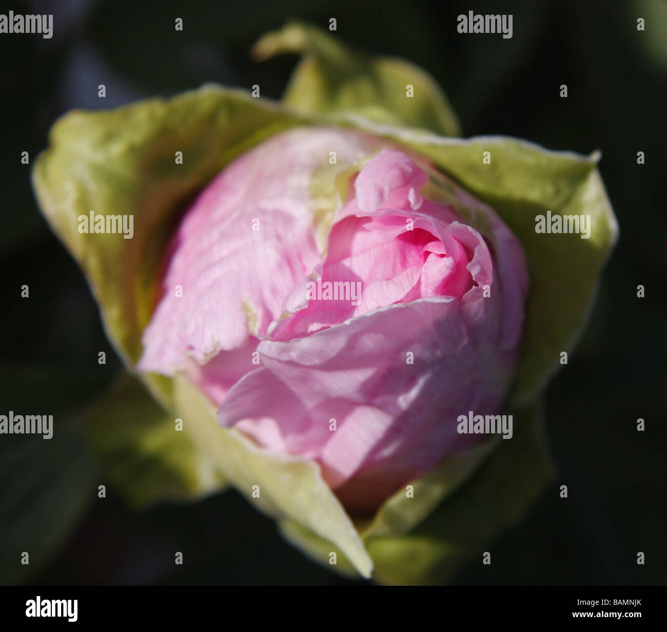 Peonies budding hi-res stock photography and images - Alamy