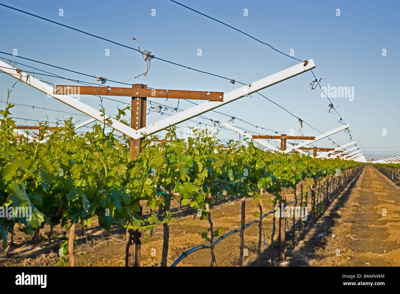 Grape trellis hi-res stock photography and images - Alamy