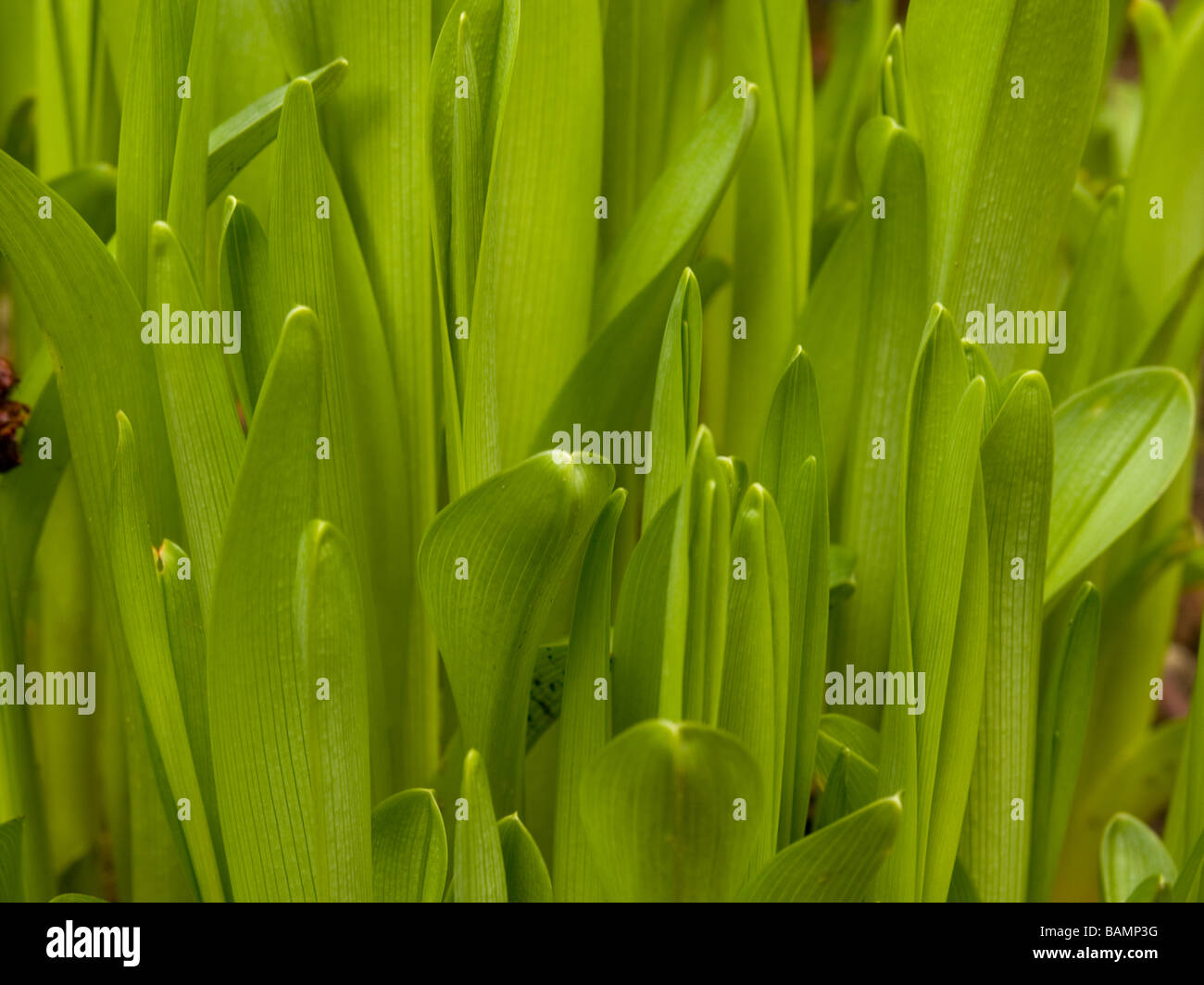 green shoots leaves fresh growing Stock Photo - Alamy