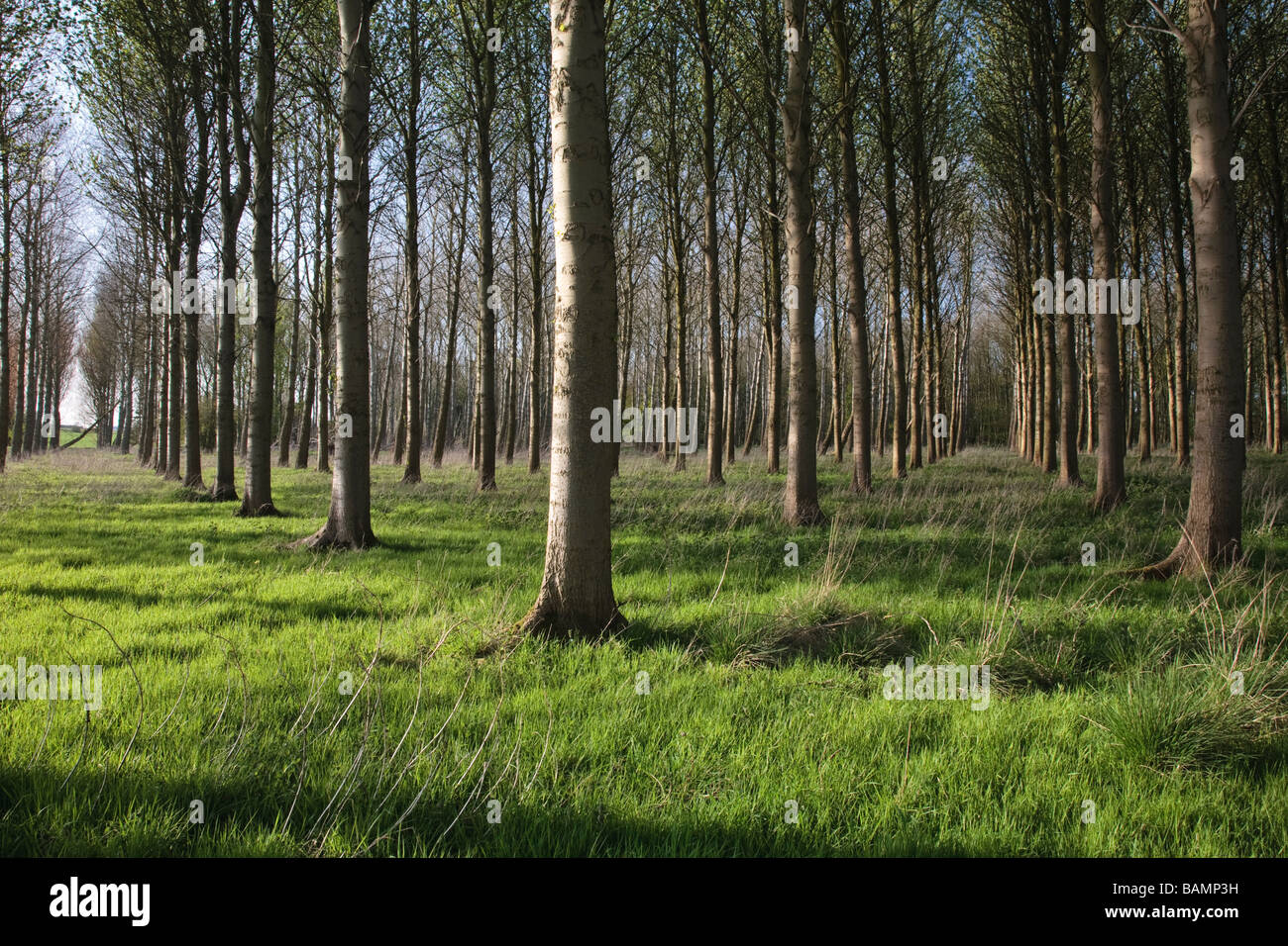 Yorkshire perspective hi-res stock photography and images - Alamy