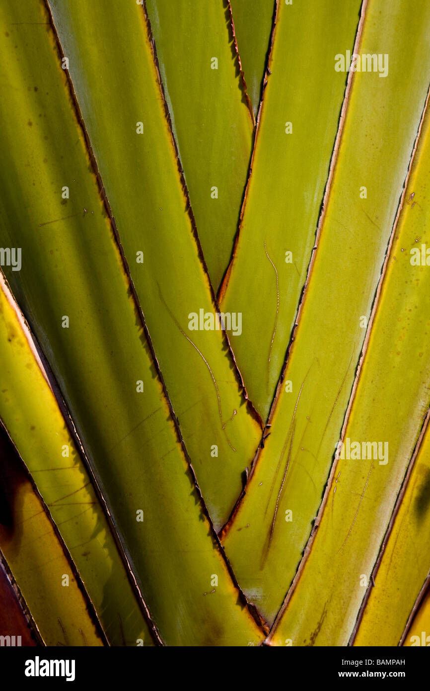 Base of palm tree Egypt North Africa Stock Photo - Alamy