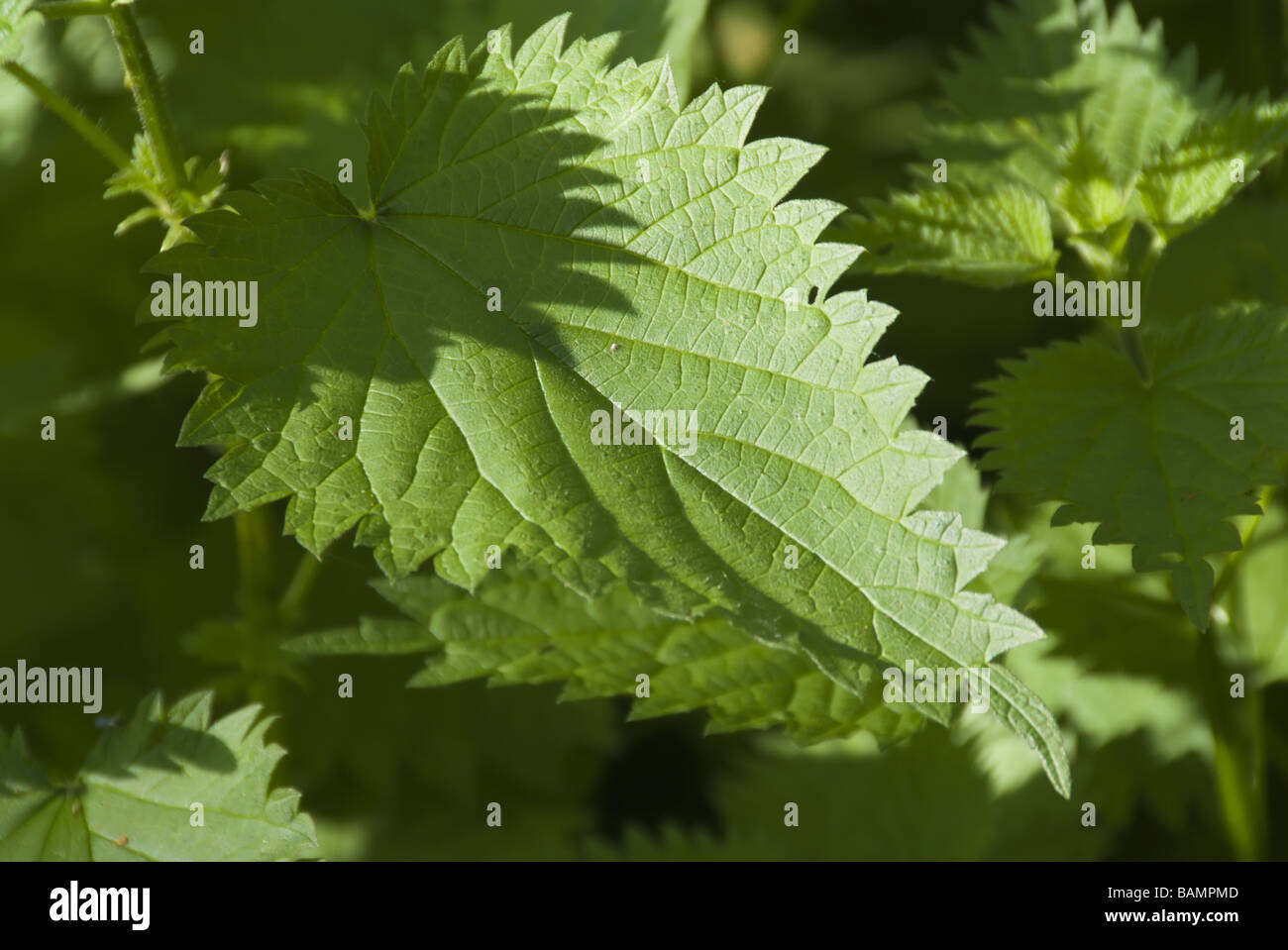 A close up of a nettle leaf Stock Photo - Alamy