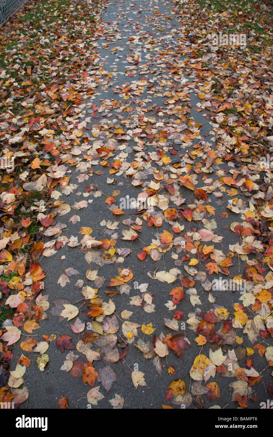 Autumn fall season leaves wet sidewalk horizontal path walkway walk ...