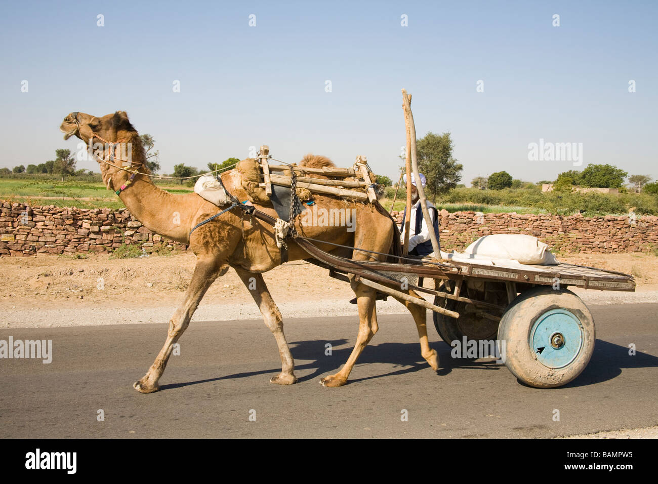 Man riding on a camel drawn cart along a road, between Osian and ...