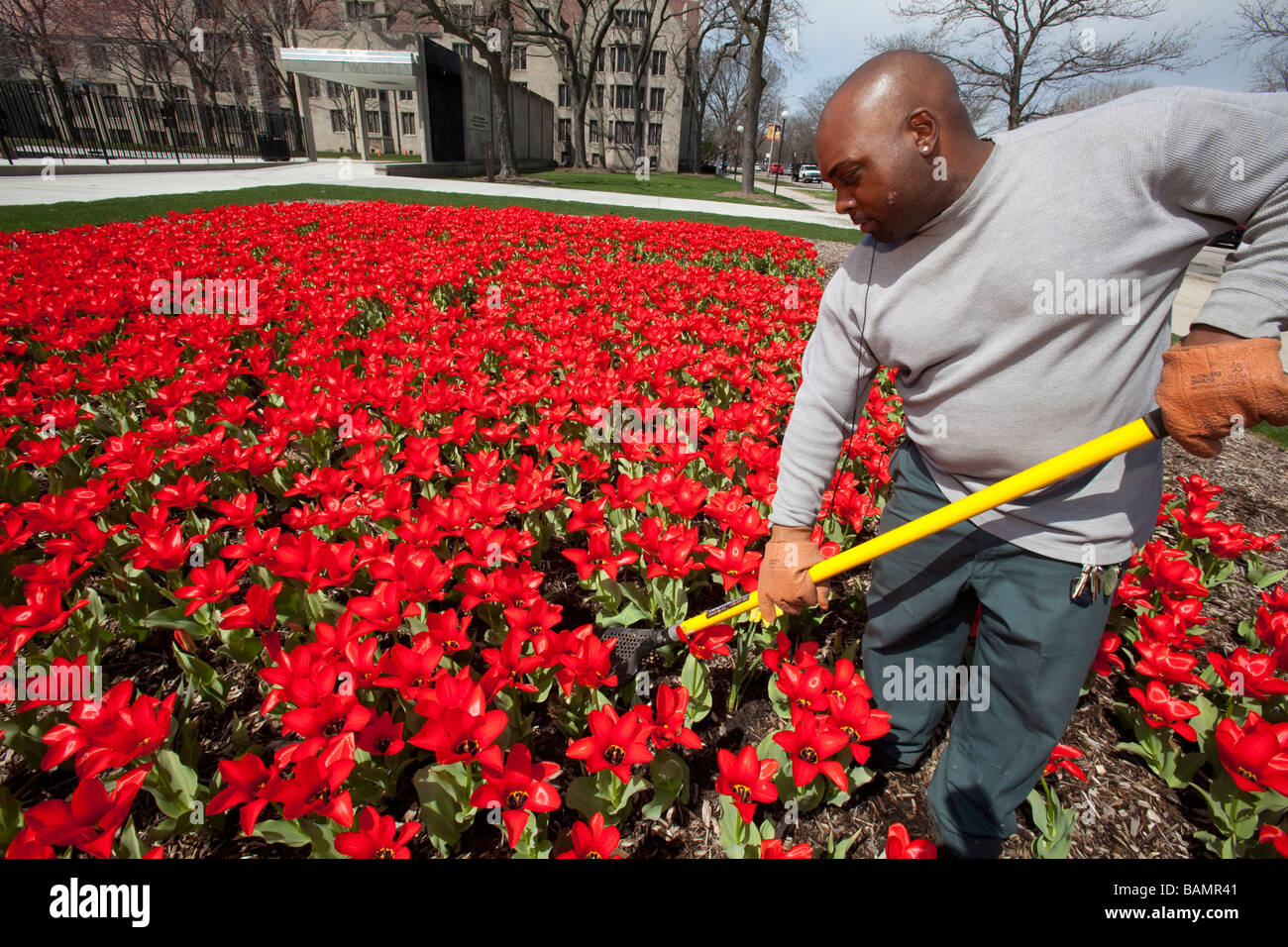 Groundskeeper at University of Chicago Stock Photo - Alamy