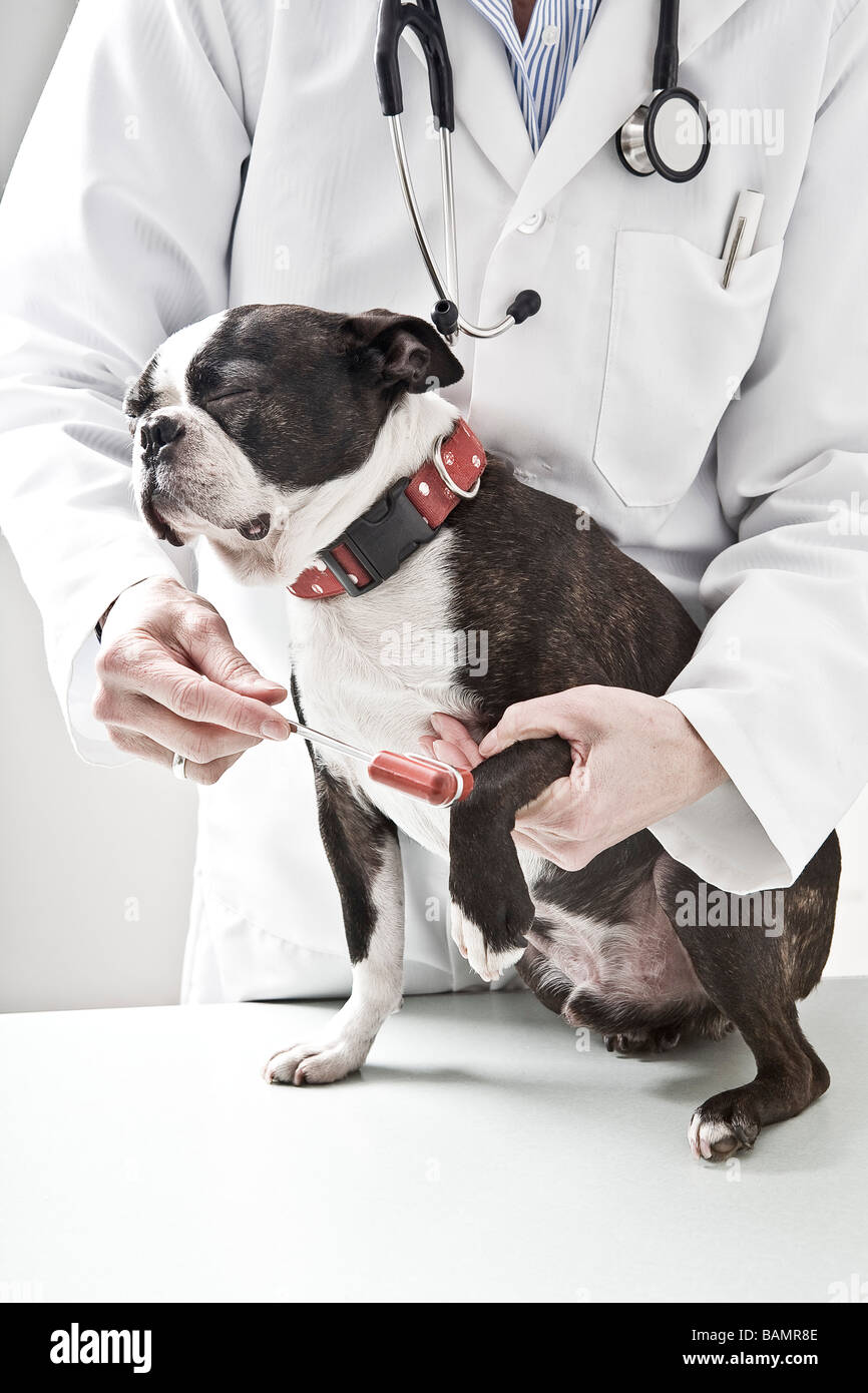 Veterinarian testing reflexes of a Boston Terrier dog Stock Photo - Alamy