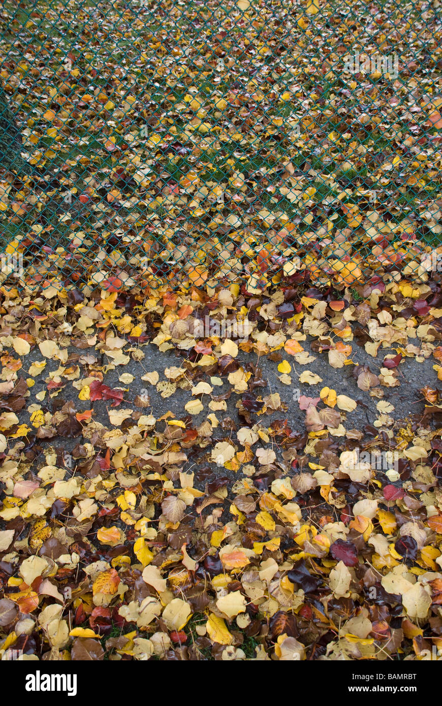 Leaves vertical hi-res stock photography and images - Alamy