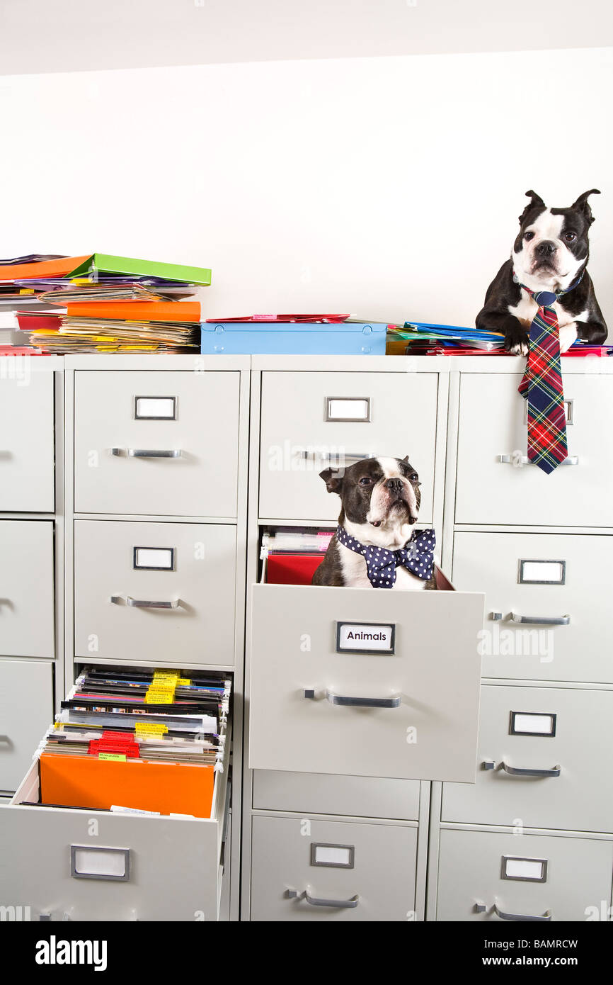 Dogs in filing cabinet Stock Photo - Alamy