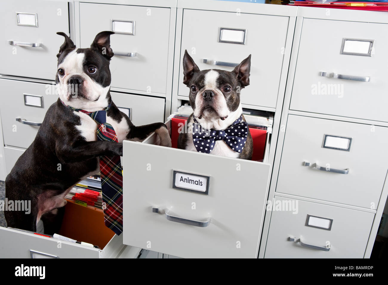 Dogs in filing cabinet Stock Photo - Alamy