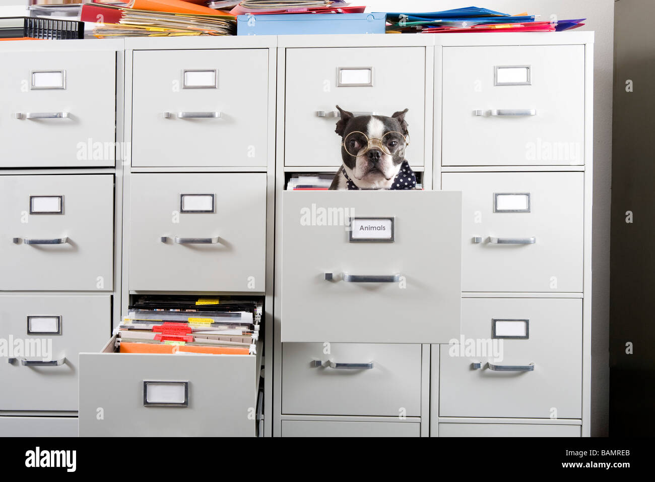 Dogs in filing cabinet Stock Photo - Alamy