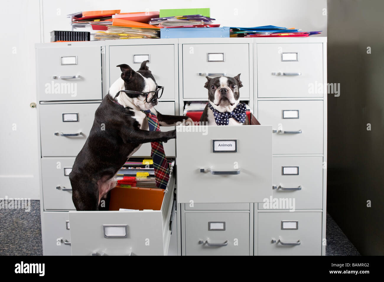 Dogs in filing cabinet Stock Photo - Alamy