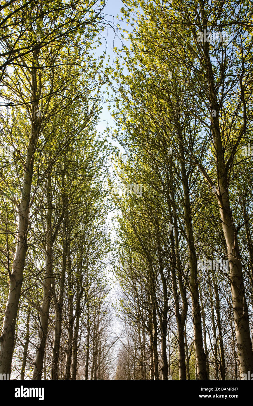 Poplar Tree Palantation, Burton Agnes, East Yorkshire, England, UK ...
