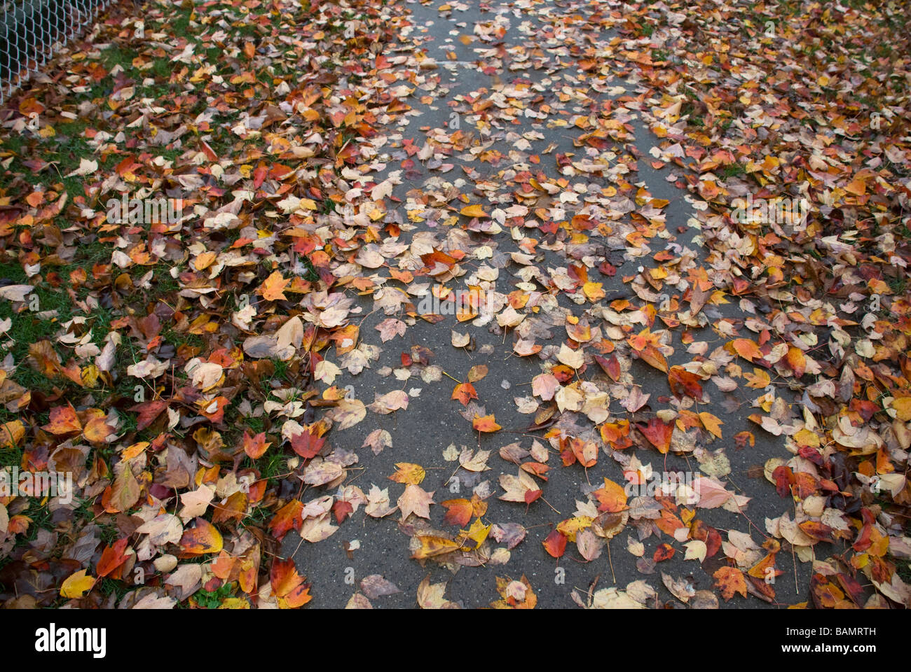Autumn fall season leaves wet sidewalk horizontal path walkway walk ...