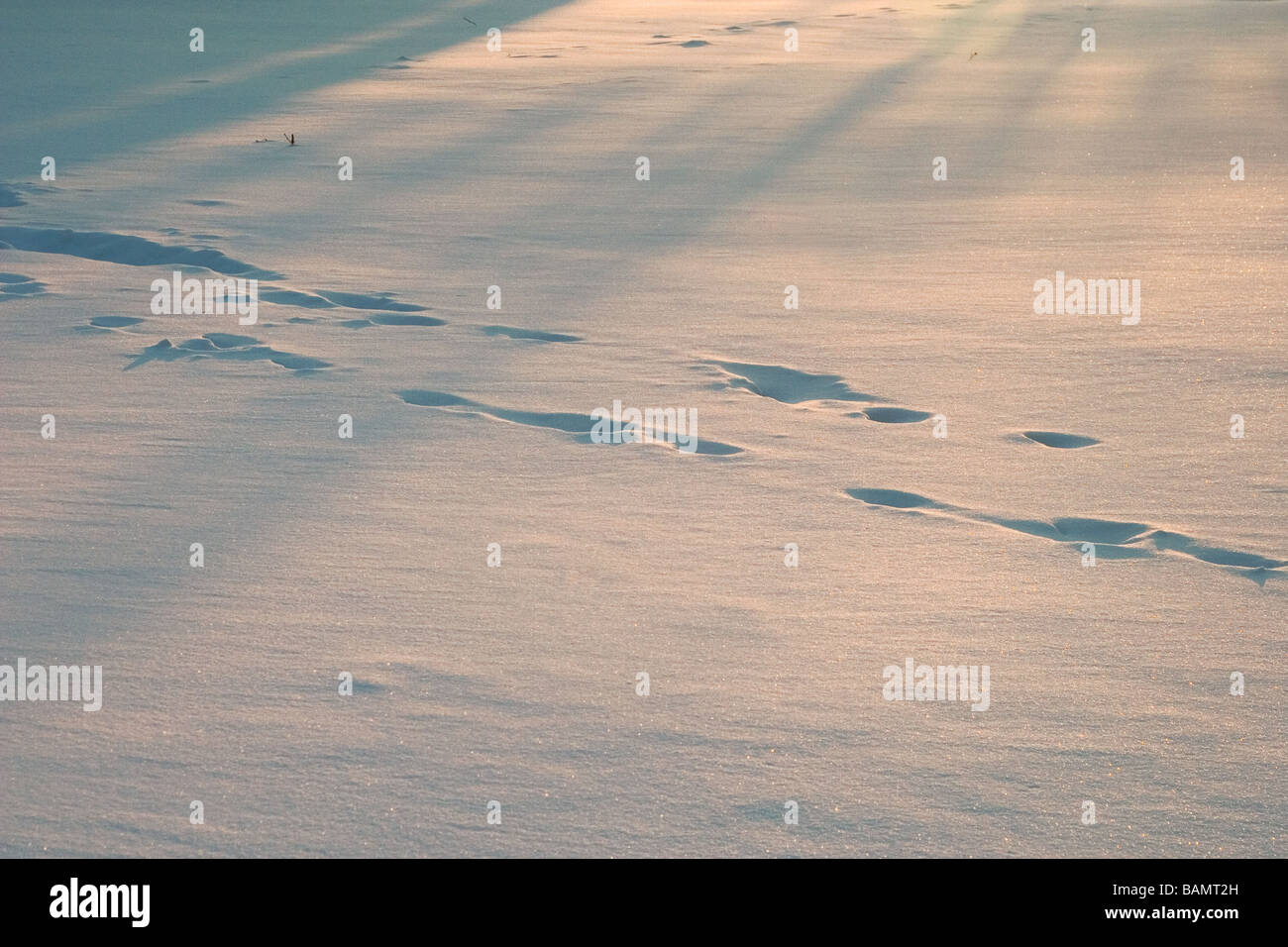 Big footsteps hi-res stock photography and images - Alamy