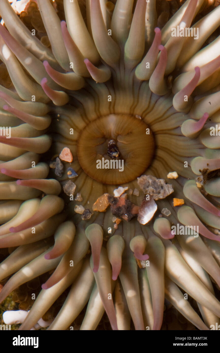 An Anemone at Point Lobos State Reserve, California, USA Stock Photo ...