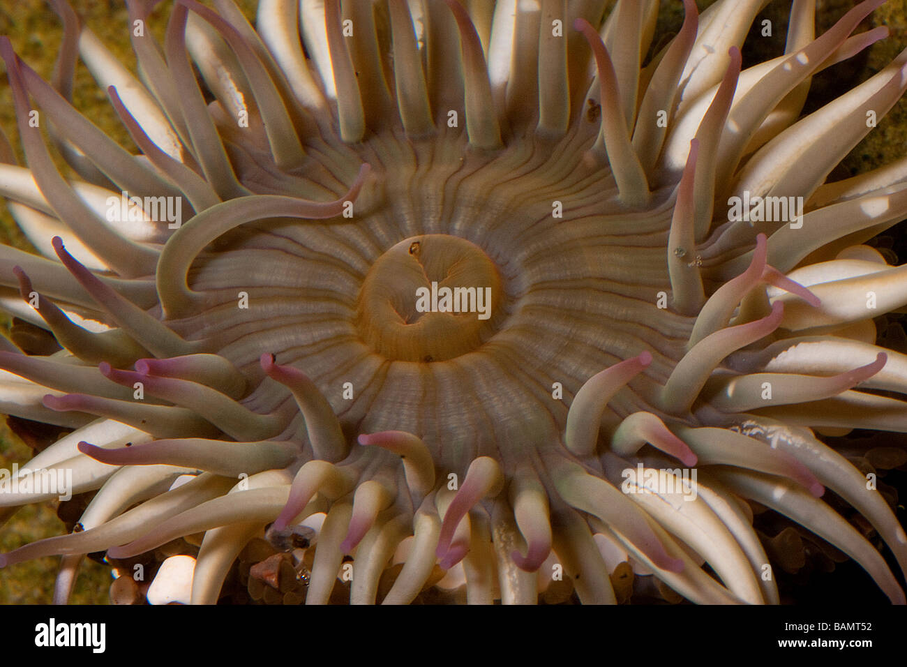 An Anemone at Point Lobos State Reserve, California, USA Stock Photo ...