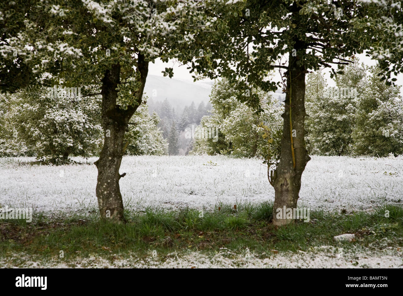 Holly farm with trees and bushes lightly covered in snow Stock Photo ...