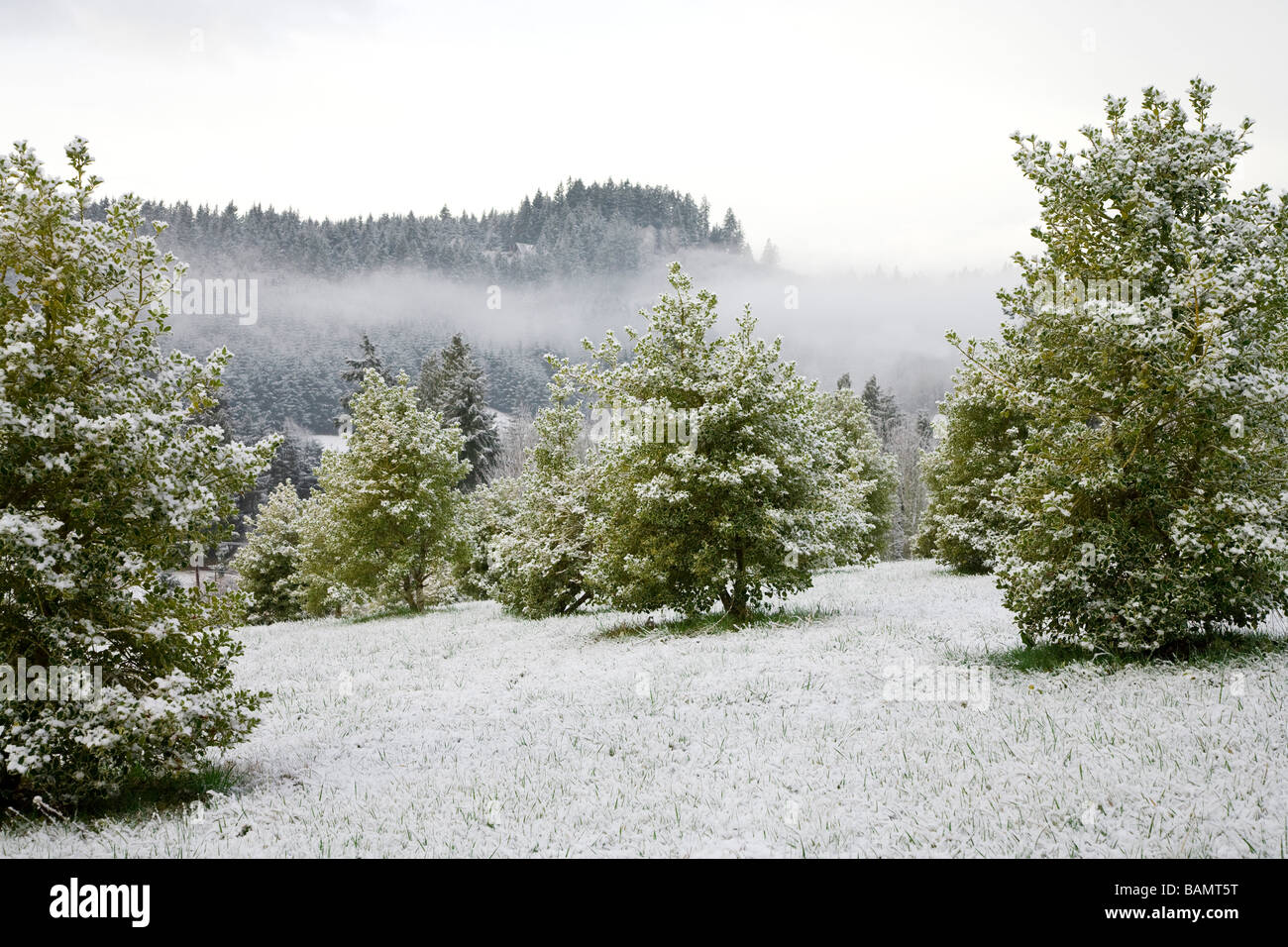 Holly farm with trees and bushes lightly covered in snow Stock Photo ...
