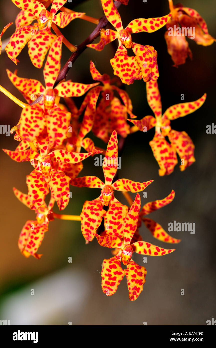 Renanthera hi-res stock photography and images - Alamy
