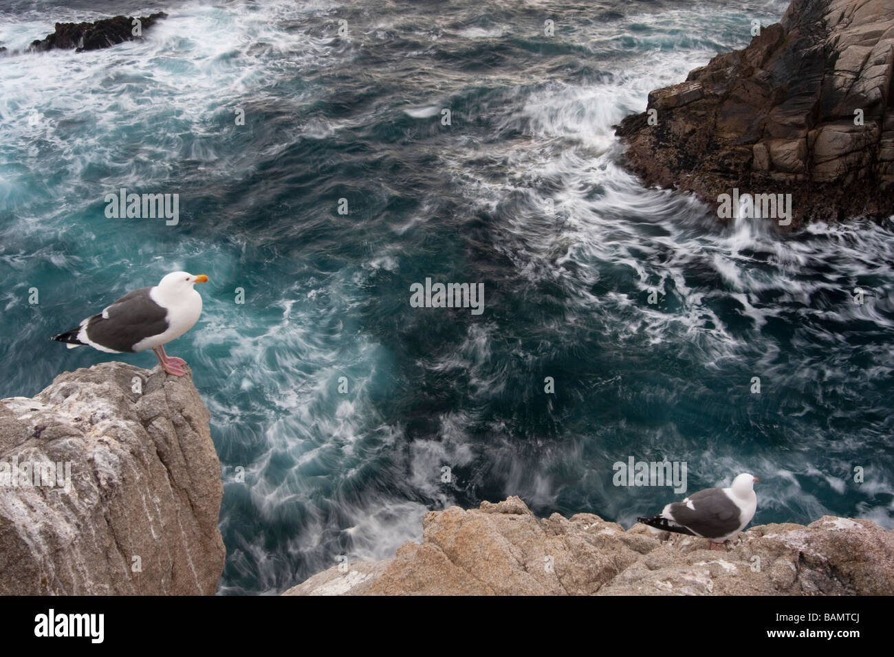 Gulls at Pinnacle Cove, Point Lobos State Reserve, California, USA ...