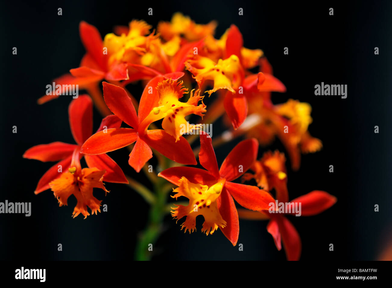 Orchid flowers. Orange and red Epidendrum cluster Stock Photo - Alamy