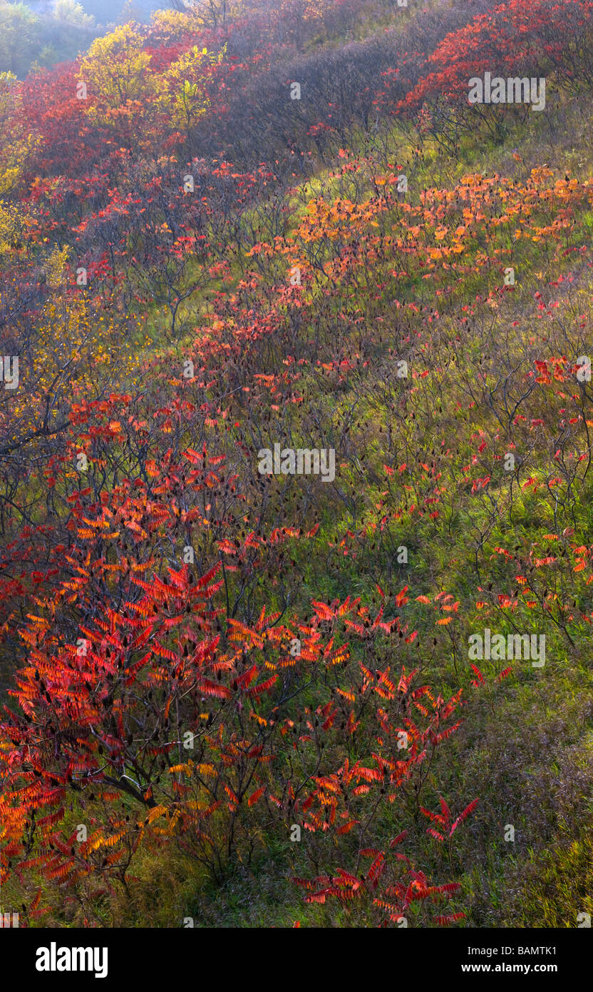 Fall colours of sumac Stock Photo - Alamy