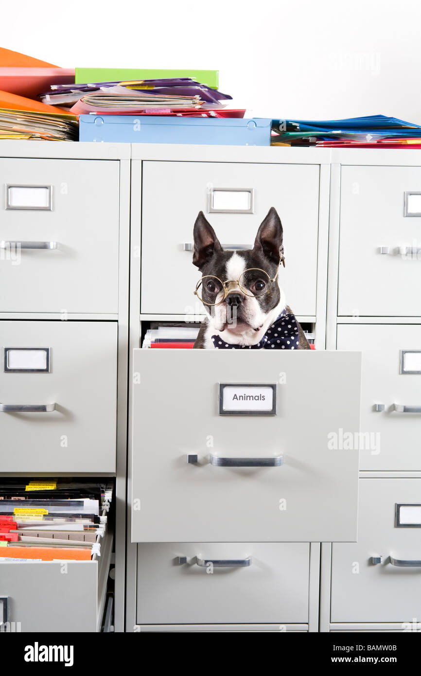 Dogs in filing cabinet Stock Photo - Alamy