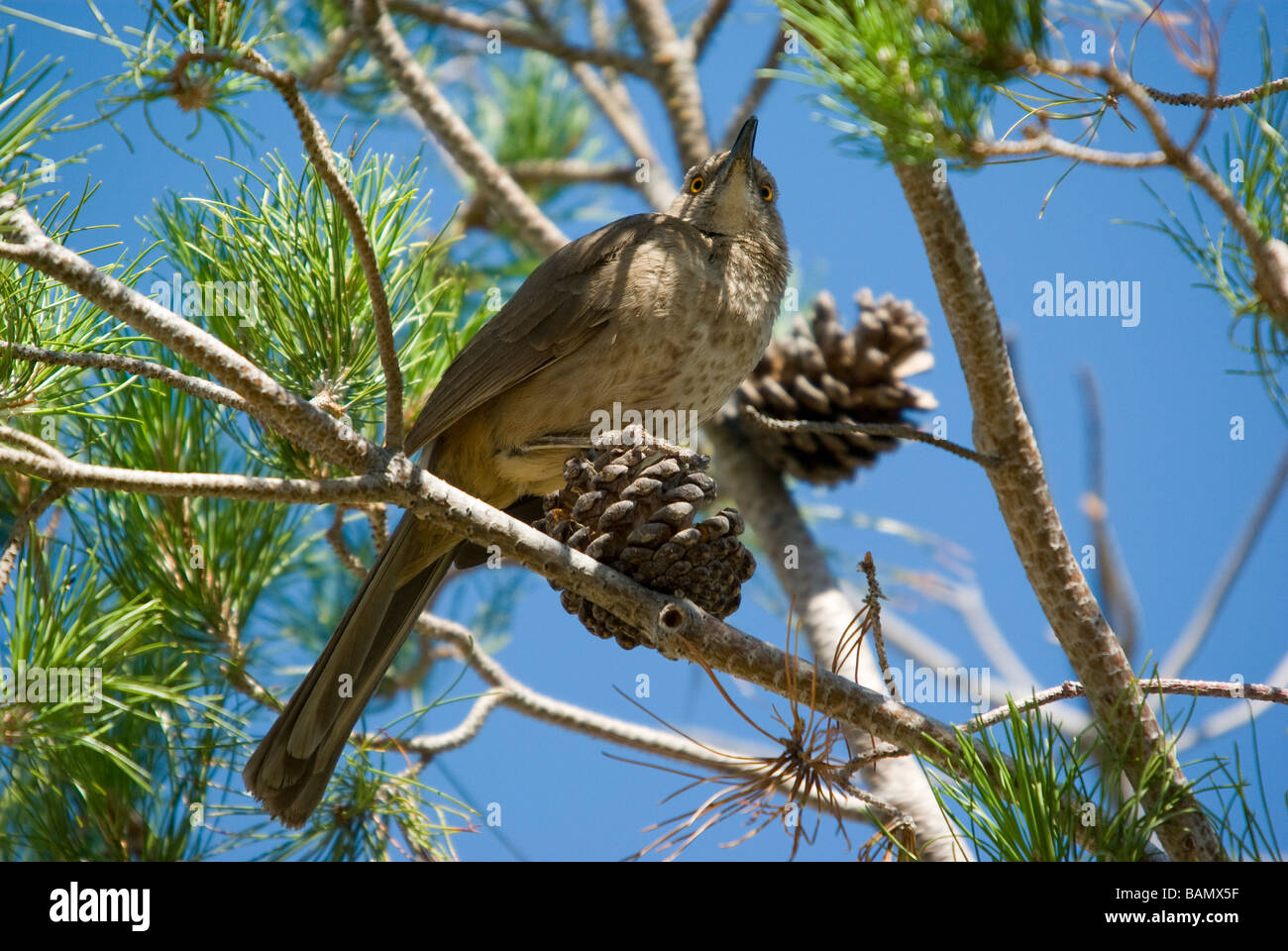 Curve-billed Thrasher (Toxostoma curvirostre) perched in a pine tree in ...