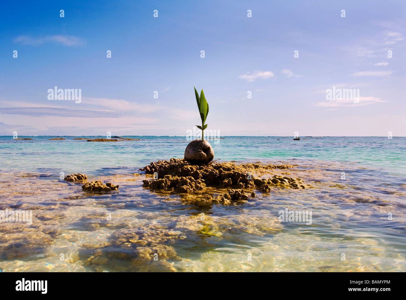a sprouting coconut on a coral reef in the Pacific Stock Photo - Alamy