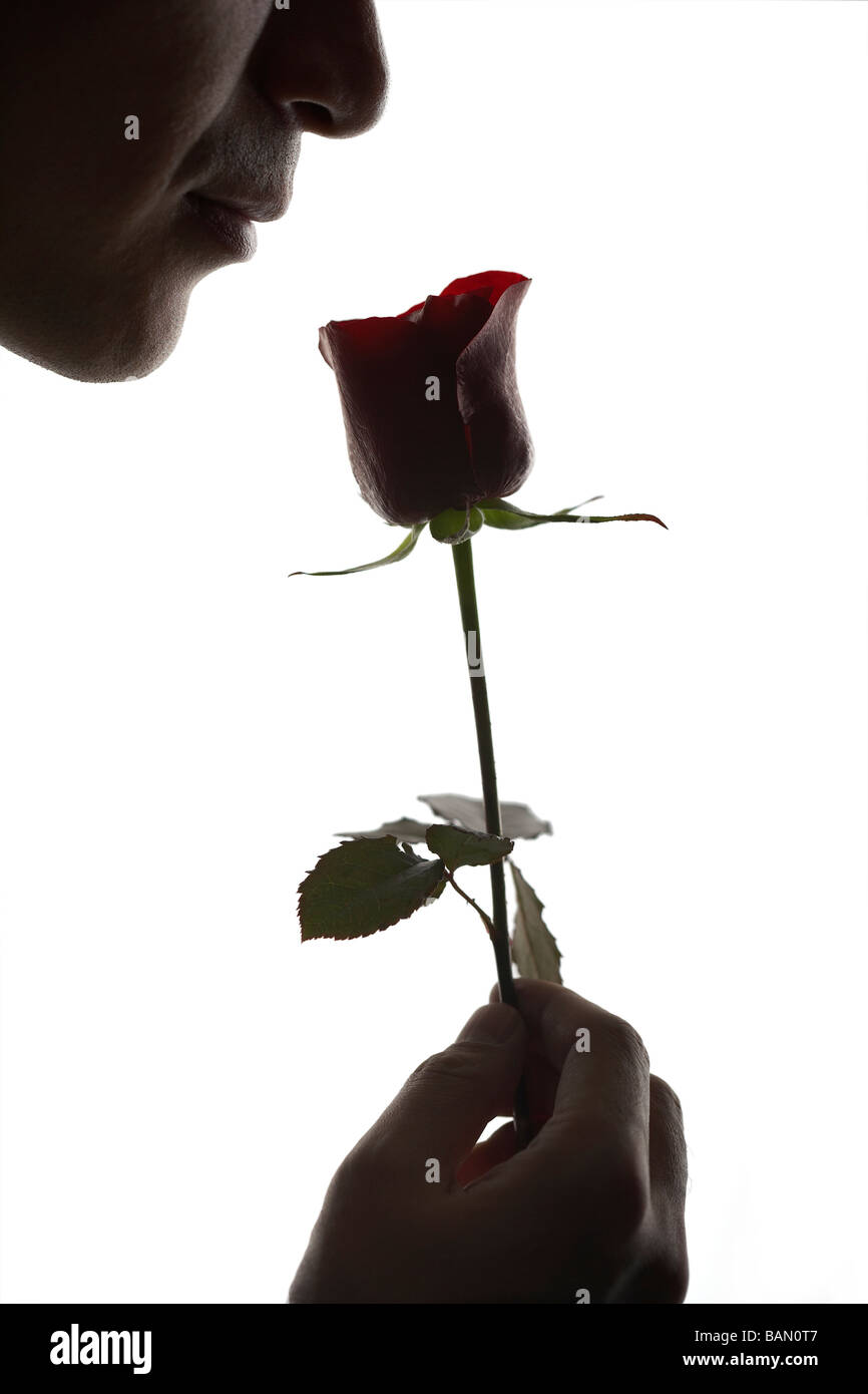 The scent of a rose Stock Photo - Alamy