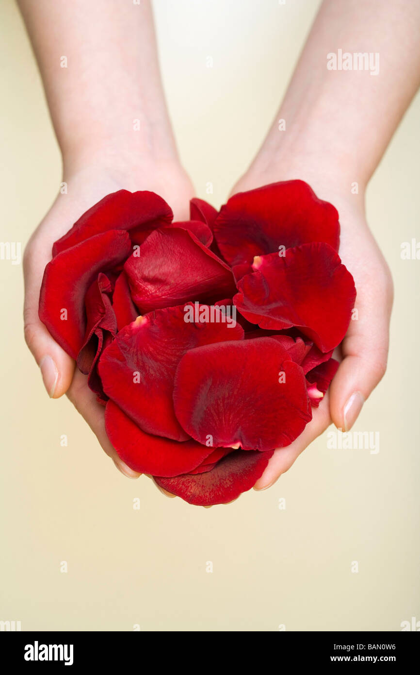 A handful of rose petals Stock Photo - Alamy