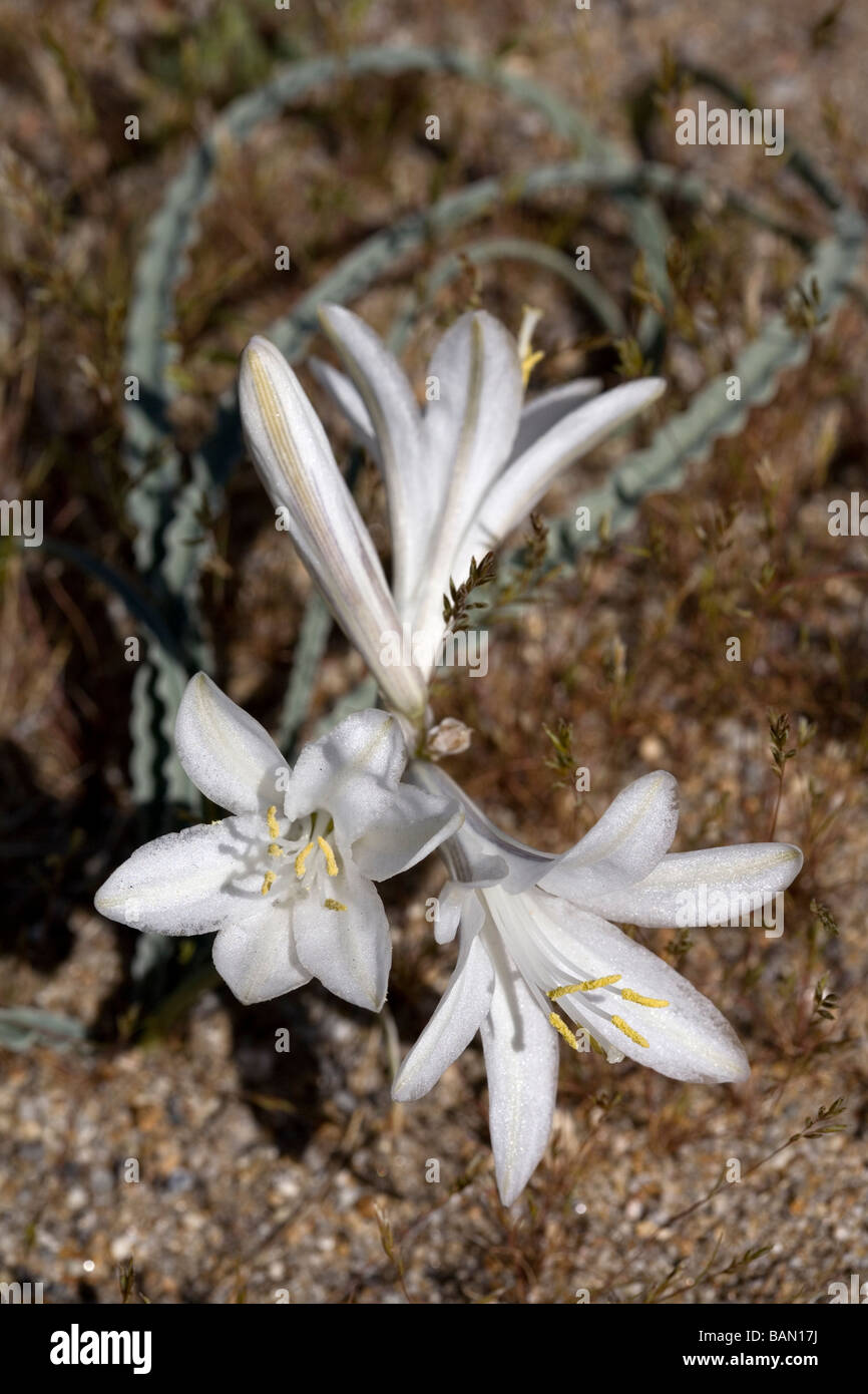 Ajo lily hi-res stock photography and images - Alamy