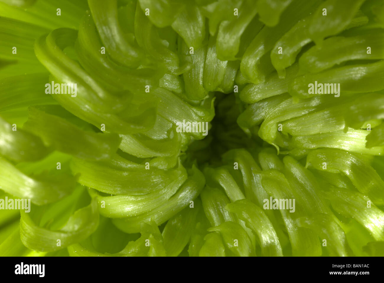 Chrysant hi-res stock photography and images - Alamy