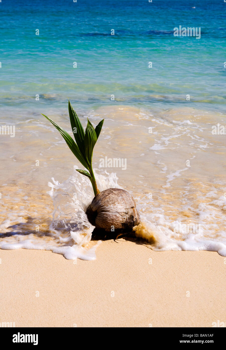 A sprouting coconut washes up on the shore of a tropical beach in ...