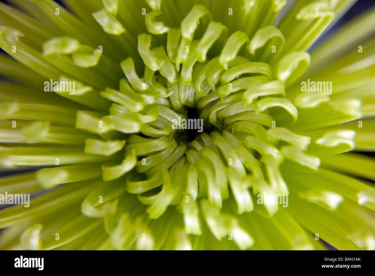 Chrysanthe hi-res stock photography and images - Alamy