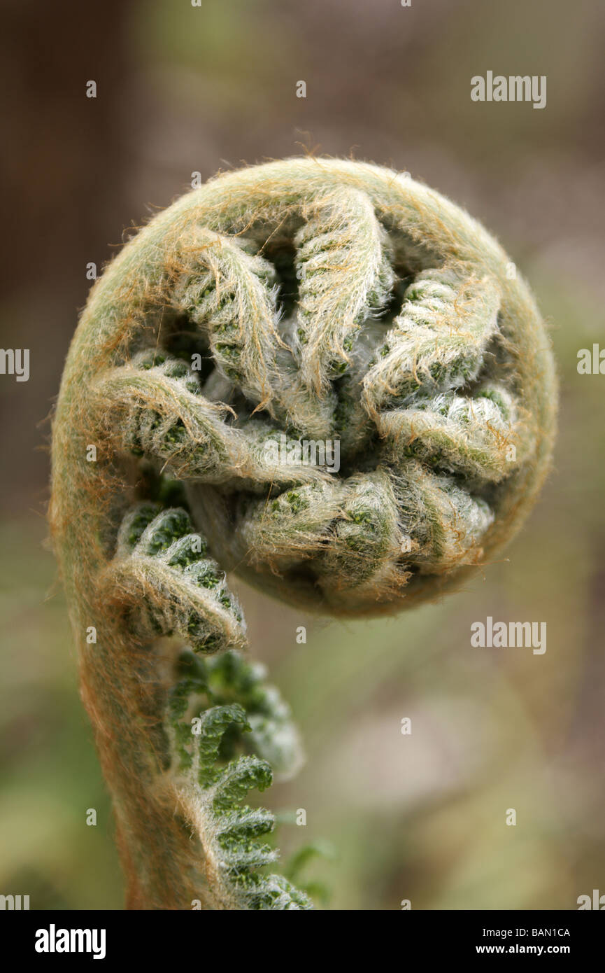 Fern head hi-res stock photography and images - Alamy